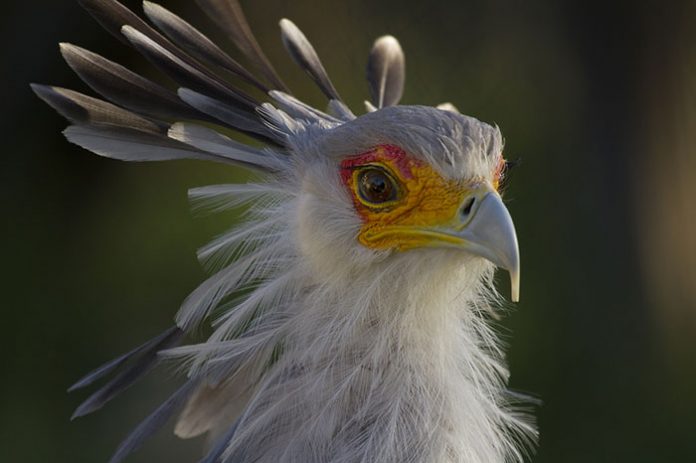 The Secretary Bird Is So Gorgeous, It Could Easily Become A Character ...