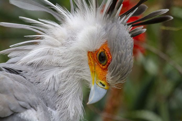 The Secretary Bird Is So Gorgeous, It Could Easily Become A Character ...