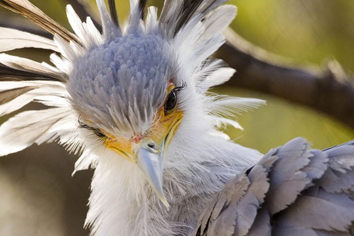 The Secretary Bird Is So Gorgeous, It Could Easily Become A Character ...