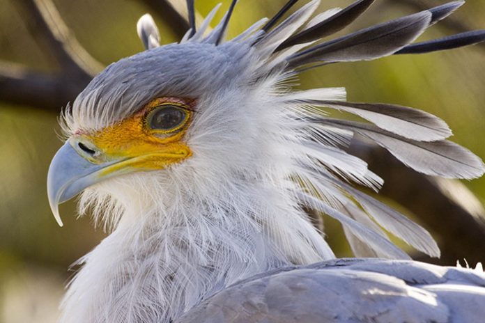 The Secretary Bird Is So Gorgeous, It Could Easily Become A Character ...