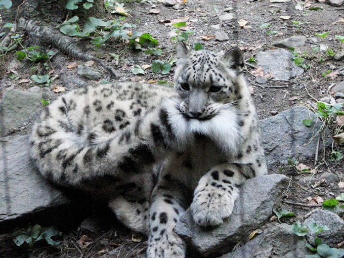 Adorable 12 Pics Of Snow Leopards Who Love Biting Their Fluffy Tails ...