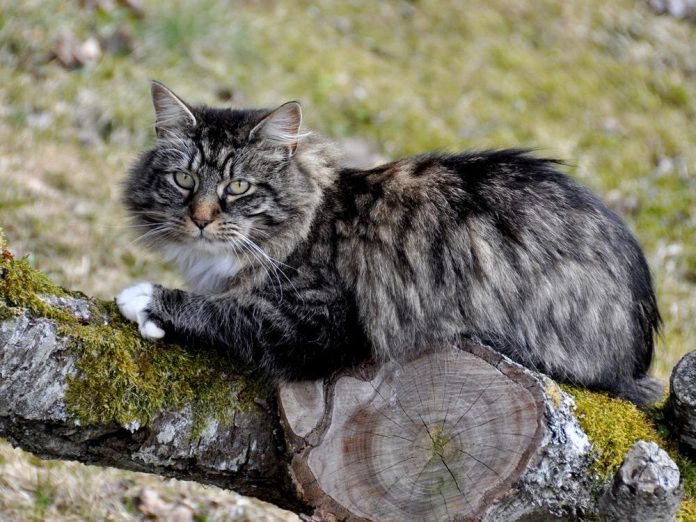 Norwegian forest cat Cute Pictures And Breed Information - Kitten Vs Puppy